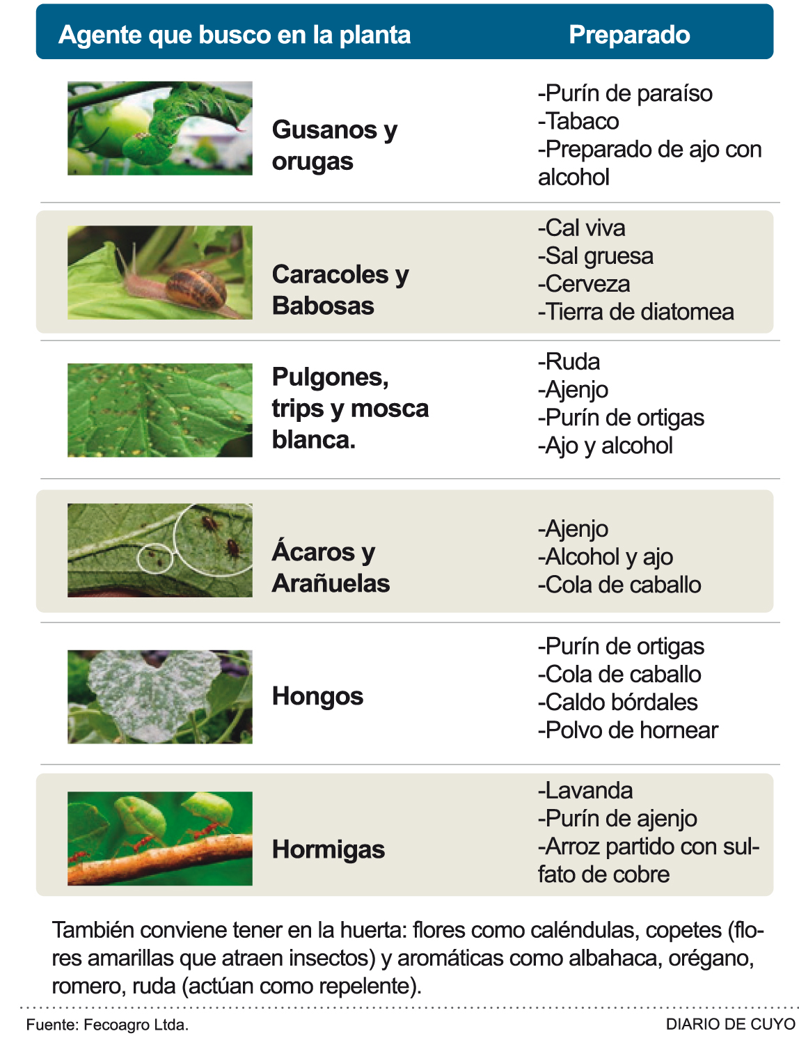 Remedios caseros para control de las plagas y enfermedades | Diario de Cuyo