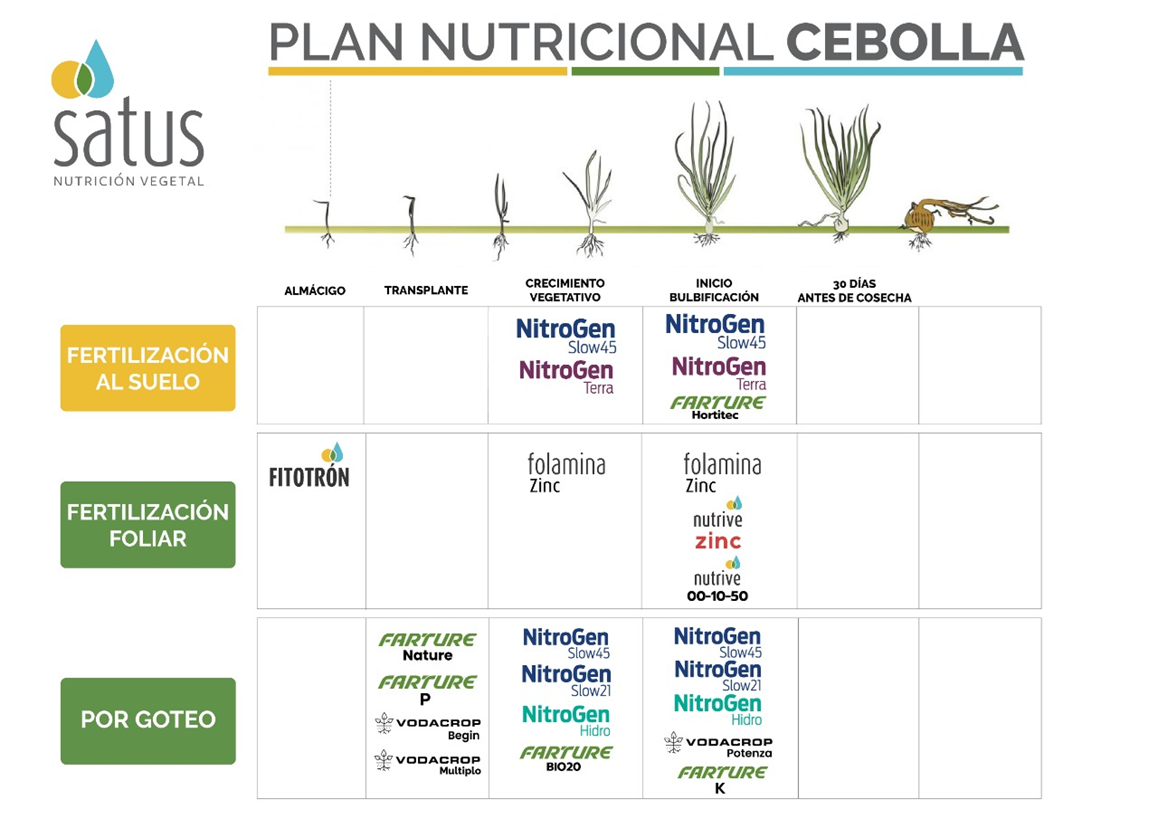 Planes de fertilización para cultivos de ajos y cebollas | Diario de Cuyo